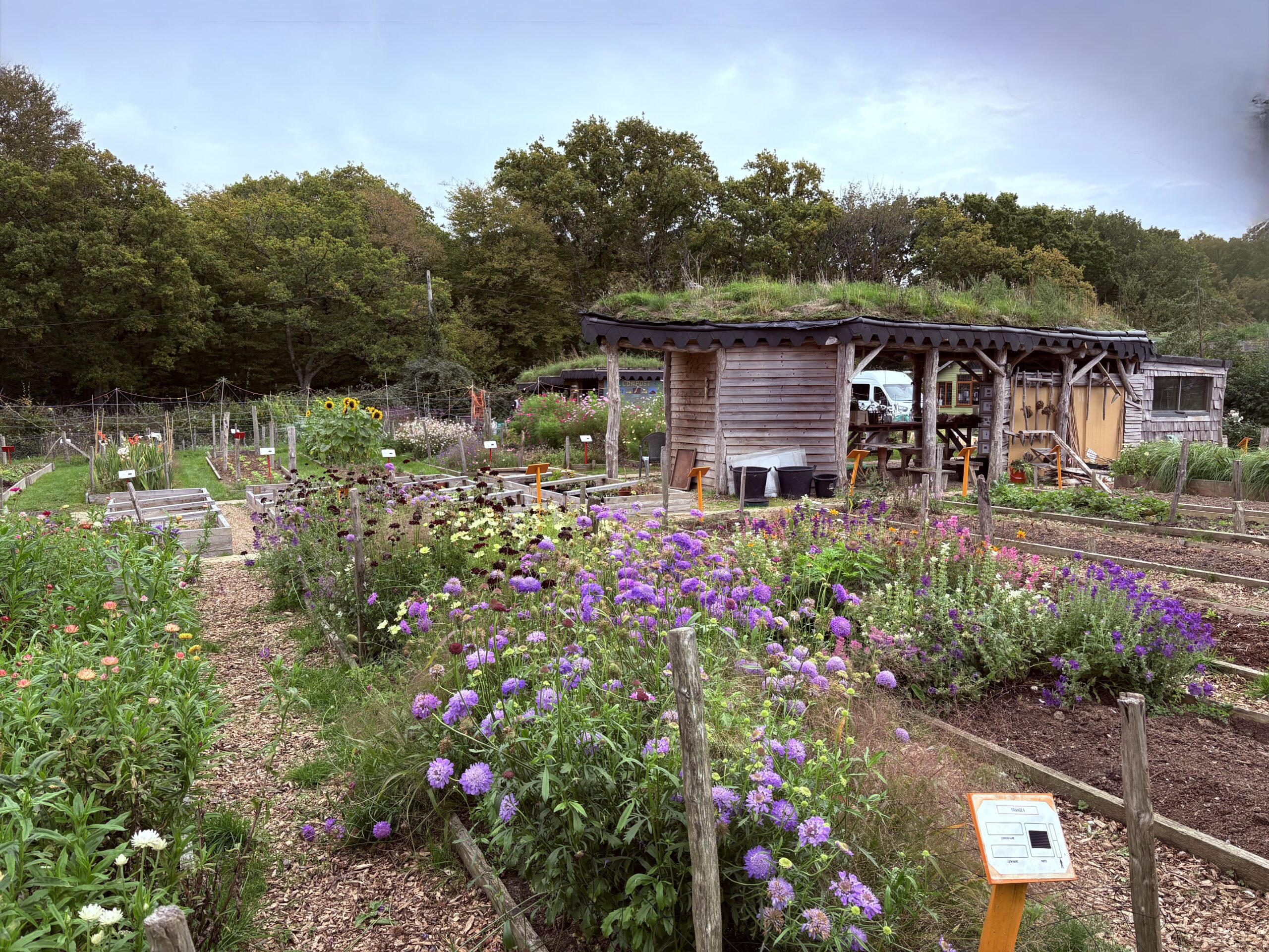 Little Gate Flowers Opens for the National Garden Scheme This Summer ...
